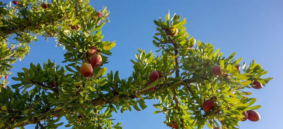 The Benefits of Argan Oil for Hair | Faith In Nature