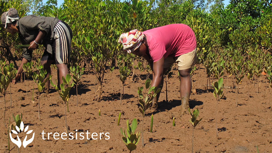 TreeSisters & Faith In Nature: The Story So Far